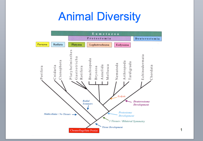 Animal Diversity Chart | Student Doctor Network