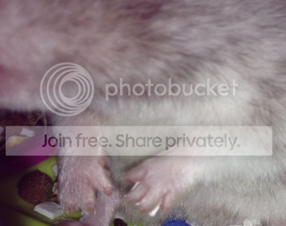 Injured foot - Hamster Central