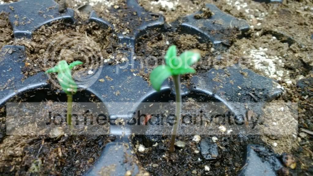 Autoflower Pics Thread. Auto's only!!! | Page 81 | Grasscity.Forum|The ...