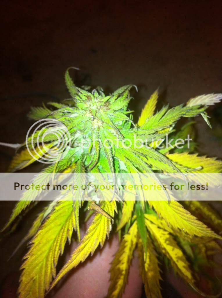 Ontario outdoor Texada timewarp the purps sweet tooth | Page 2 | Rollitup