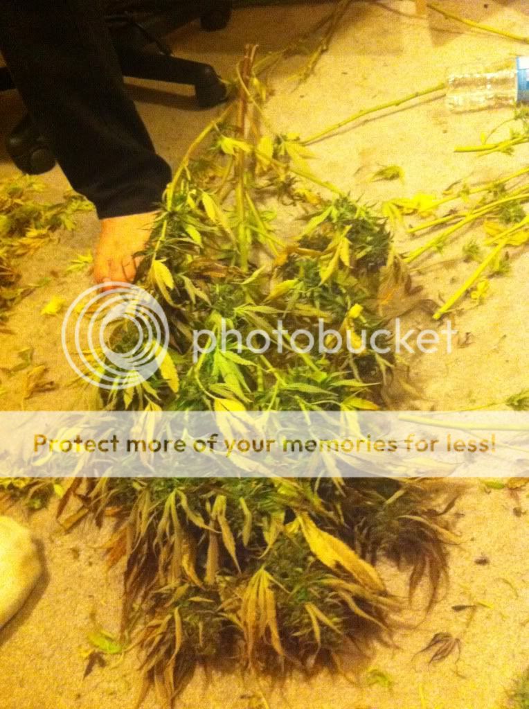 Ontario outdoor Texada timewarp the purps sweet tooth | Rollitup