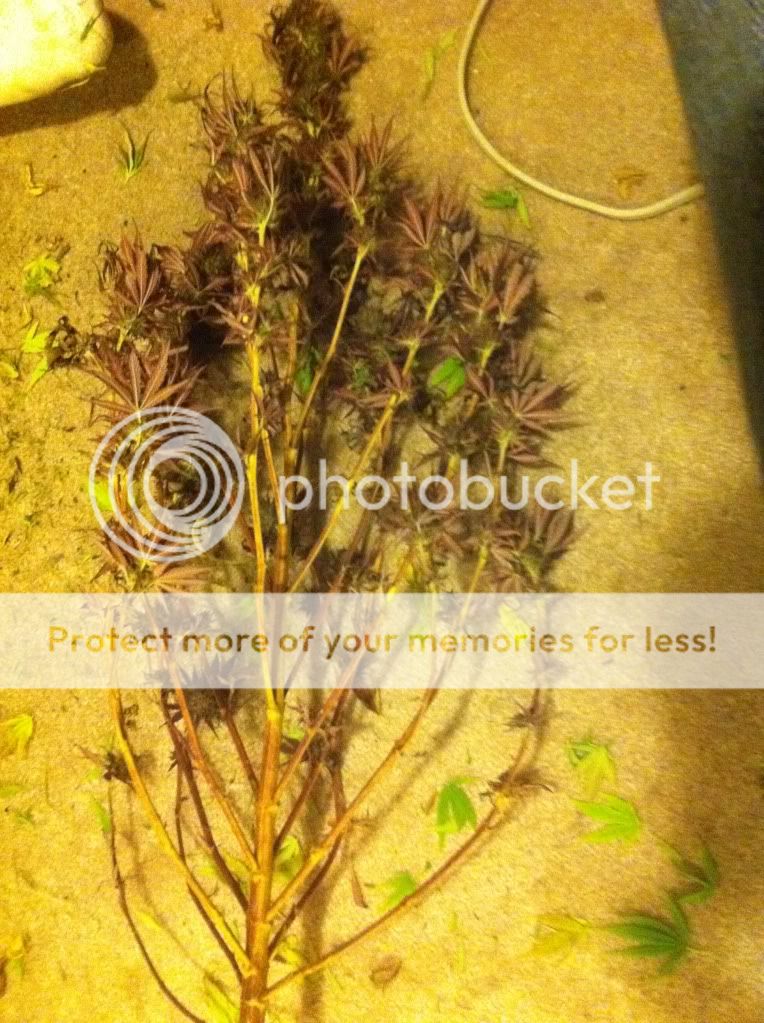 Ontario outdoor Texada timewarp the purps sweet tooth | Rollitup