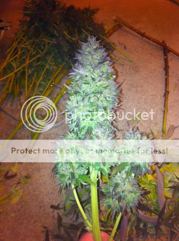 Ontario outdoor Texada timewarp the purps sweet tooth | Page 2 | Rollitup